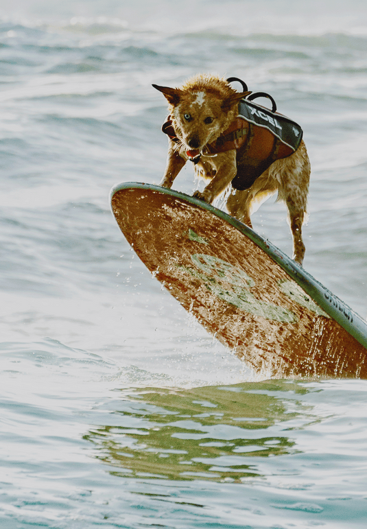 GoGo Pet Products - Quality For Pets